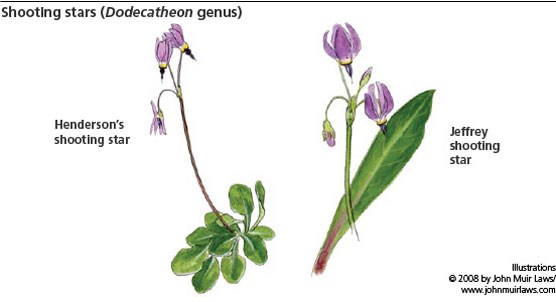 Common Wildflowers - Yosemite National Park (U.S. National Park Service)