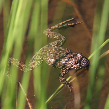 Sierra Nevada Yellow-Legged Frog - Yosemite National Park (U.S ...