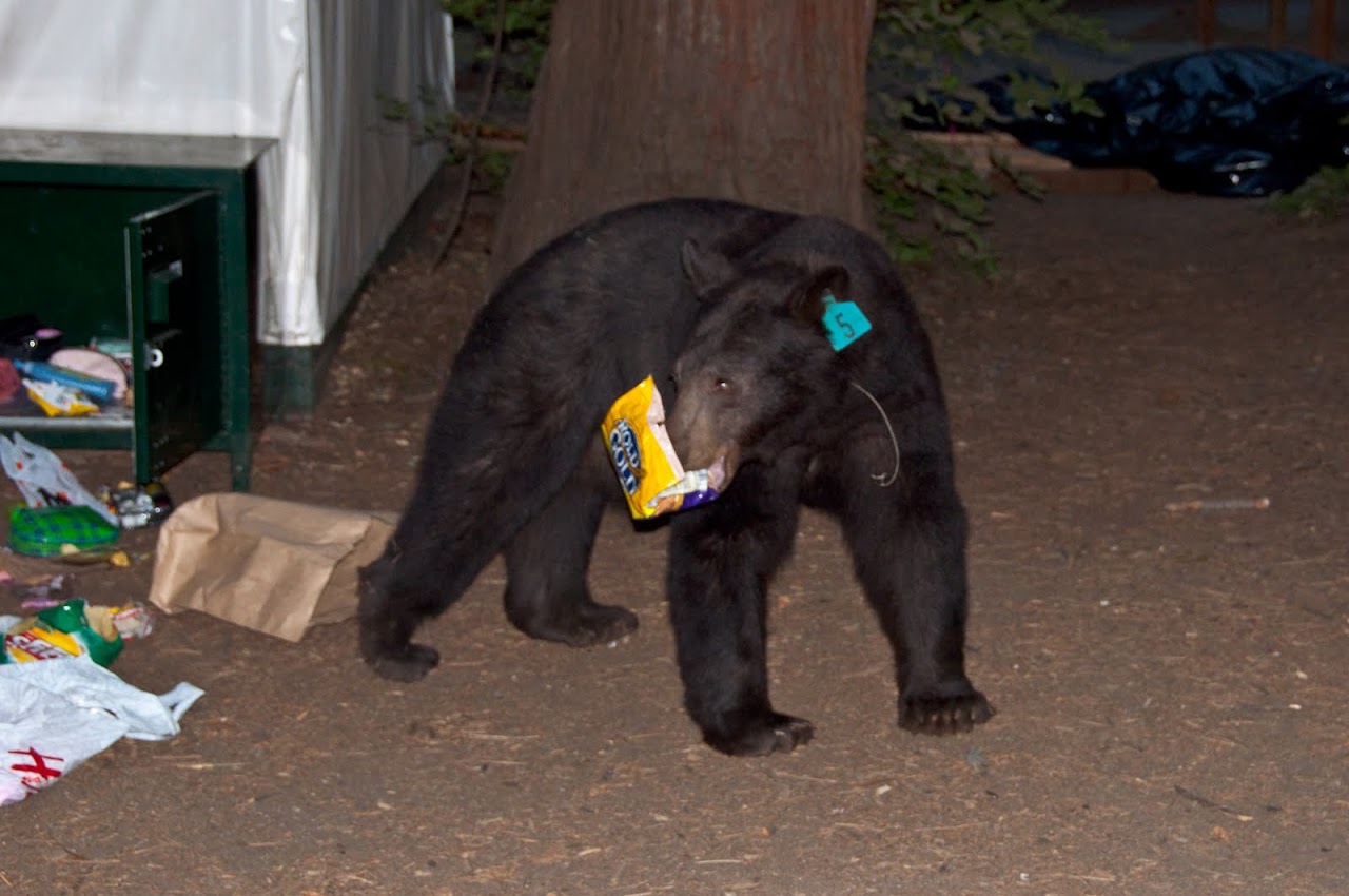 Bears and Food Storage - Yosemite National Park (U.S. National Park ...
