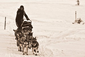 Dog Mushing - Yukon - Charley Rivers National Preserve (U.S. National ...