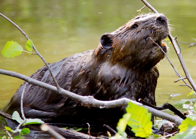 9 Days & 800 Miles: Putting the Yukon River on Film - Yukon - Charley ...