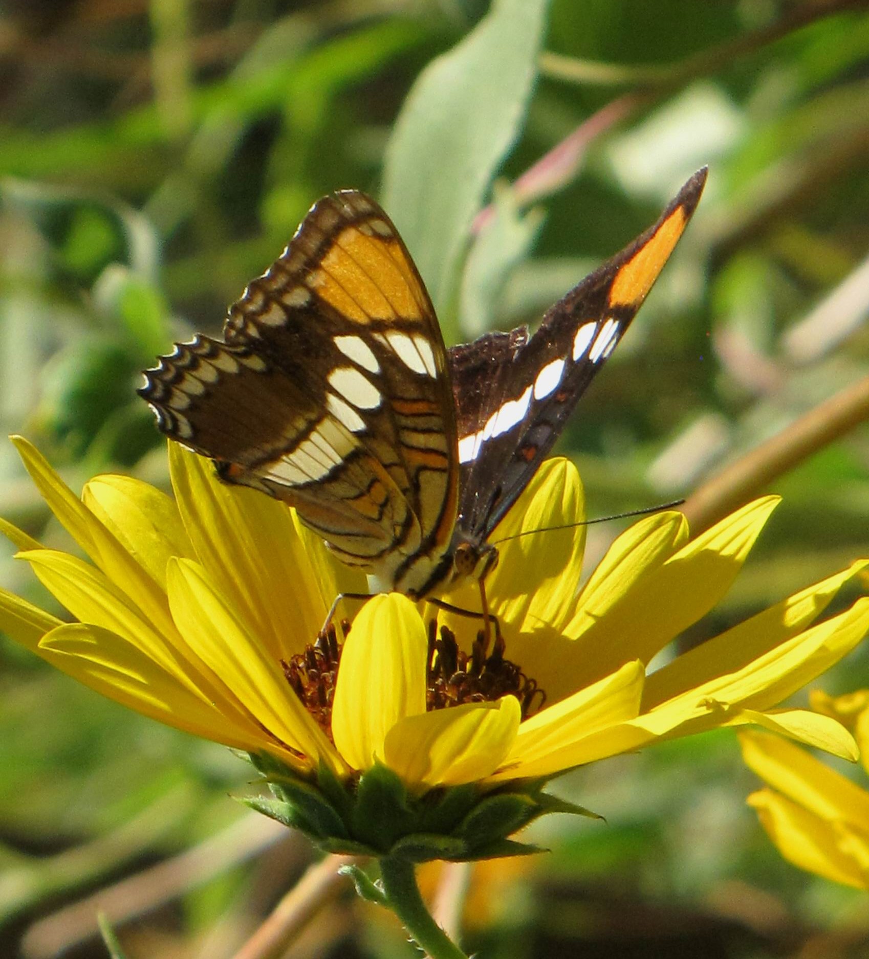 Insects and Arachnids - Zion National Park (U.S. National Park Service)