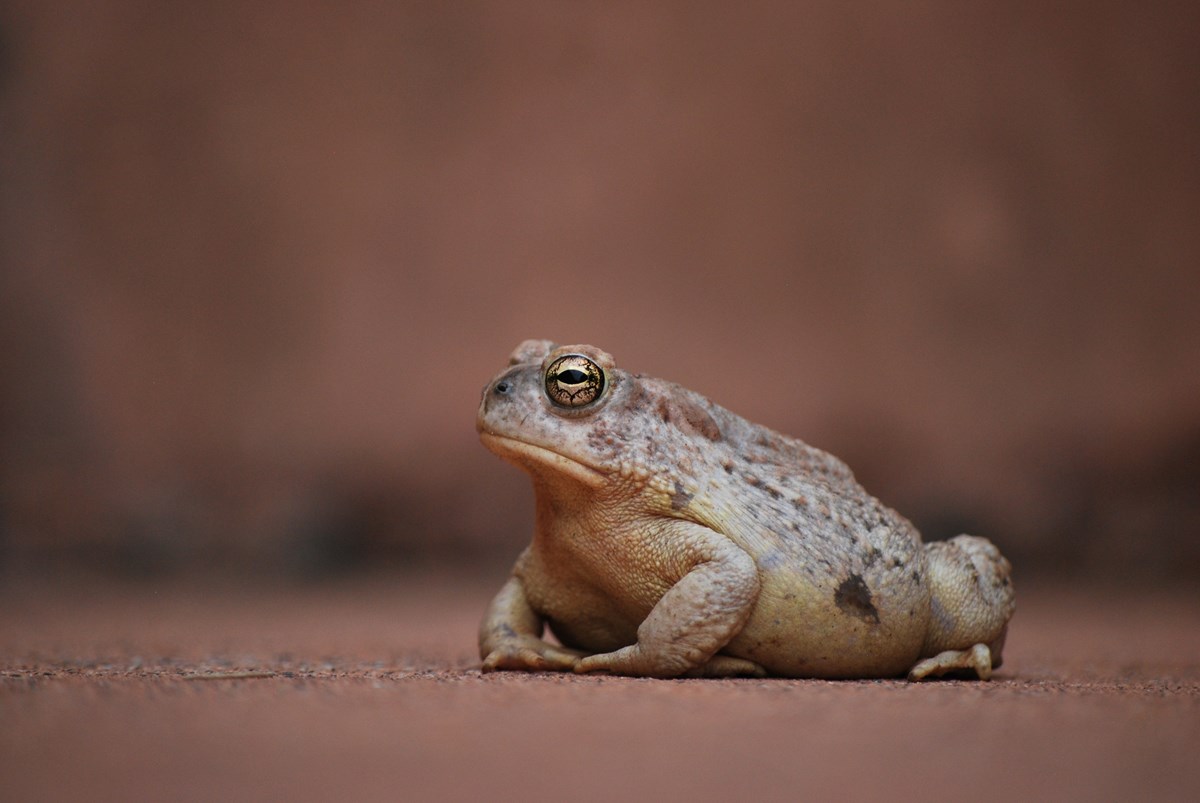 Amphibians - Zion National Park (U.S. National Park Service)
