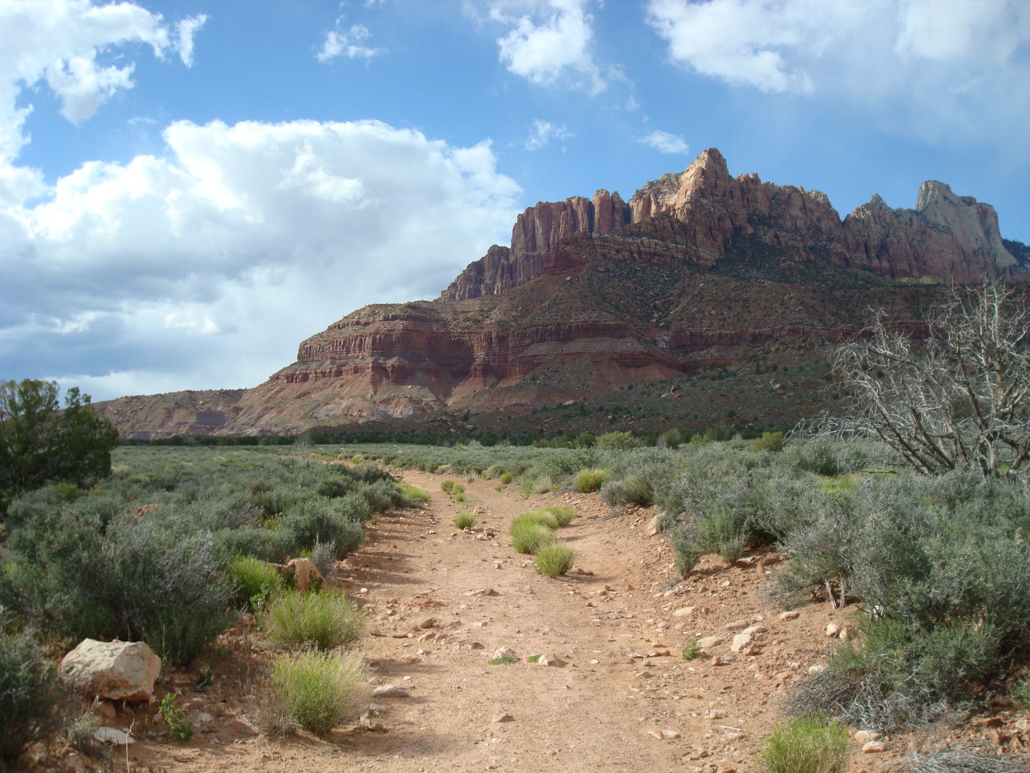 Plants - Zion National Park (U.S. National Park Service)