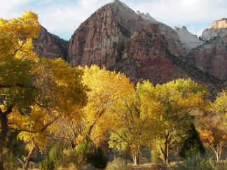 Plants of Zion - Blog