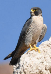 Peregrine Falcon - Zion National Park (U.S. National Park Service)