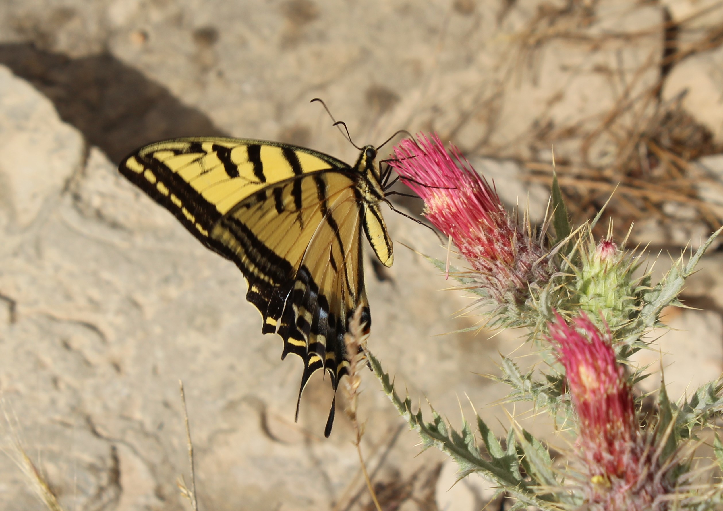 Insects and Arachnids - Zion National Park (U.S. National Park Service)
