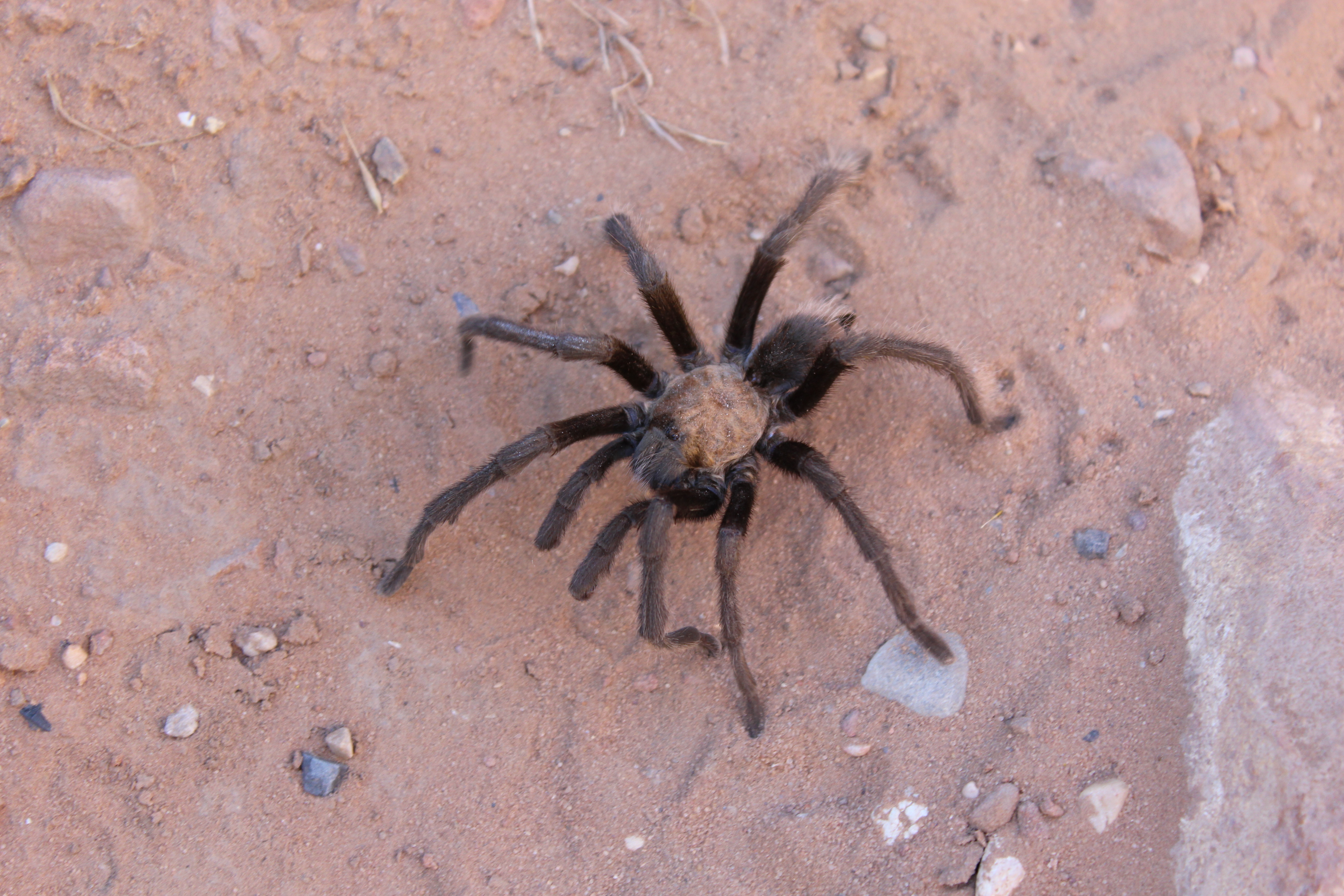 Insects and Arachnids - Zion National Park (U.S. National Park Service)