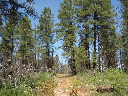 East Rim Trail - Zion National Park (U.S. National Park Service)